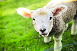 Little lamb - misterwallpaper.com.au